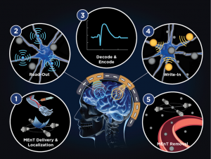 Magnetism Plays Key Roles in DARPA Research to Develop Brain-Machine ...