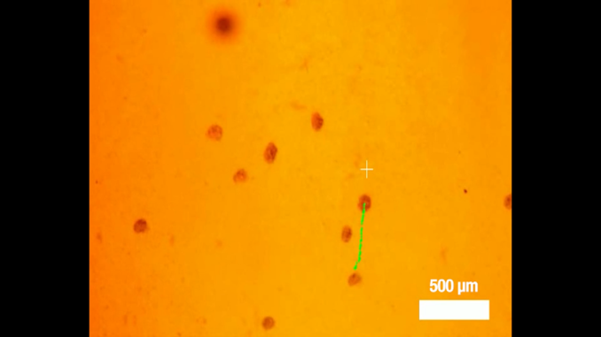 ARA Develops Microrobot Control System for Targeted Drug Delivery ...